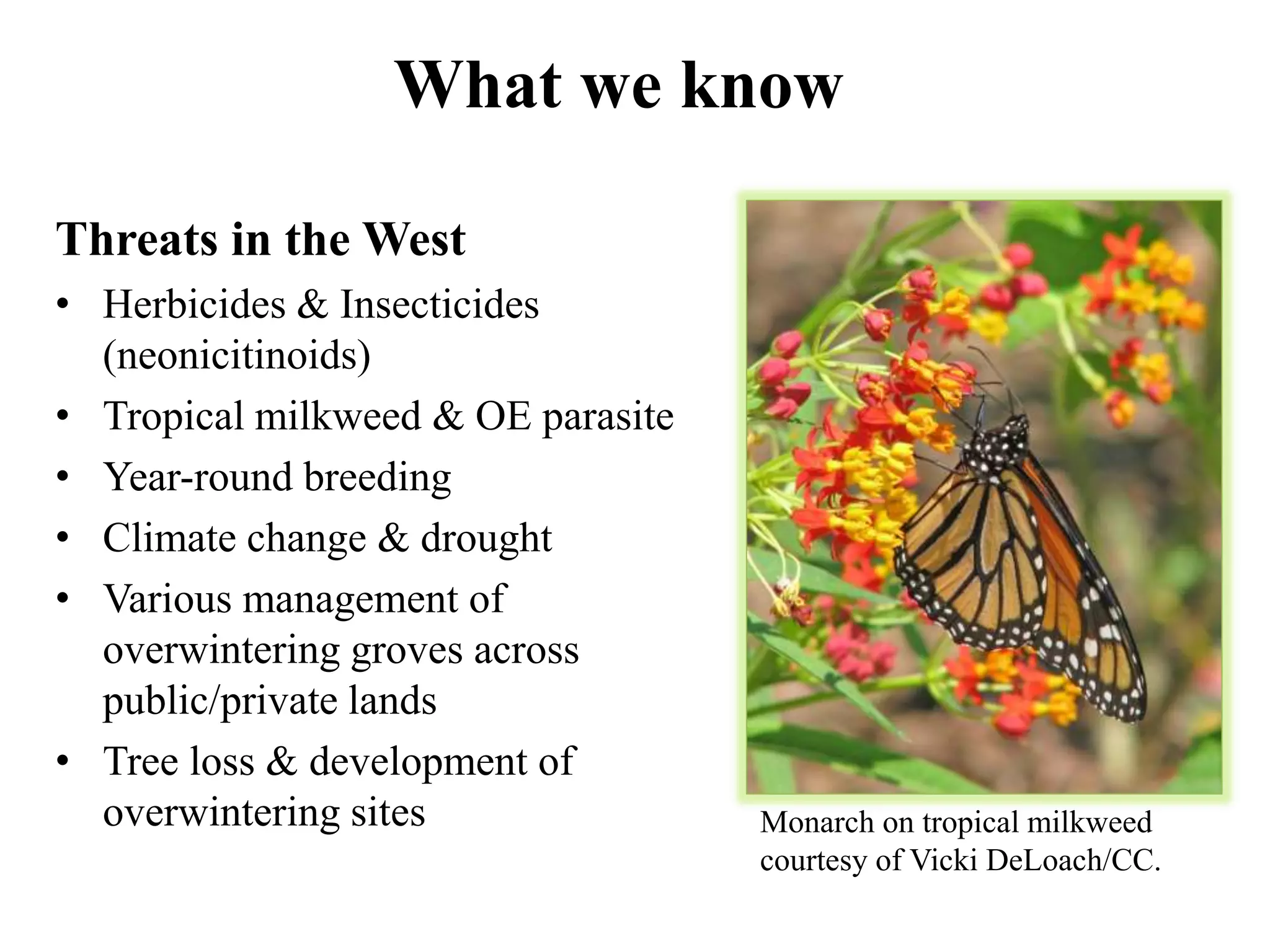 Western Monarch Butterfly Conservation | PPTX
