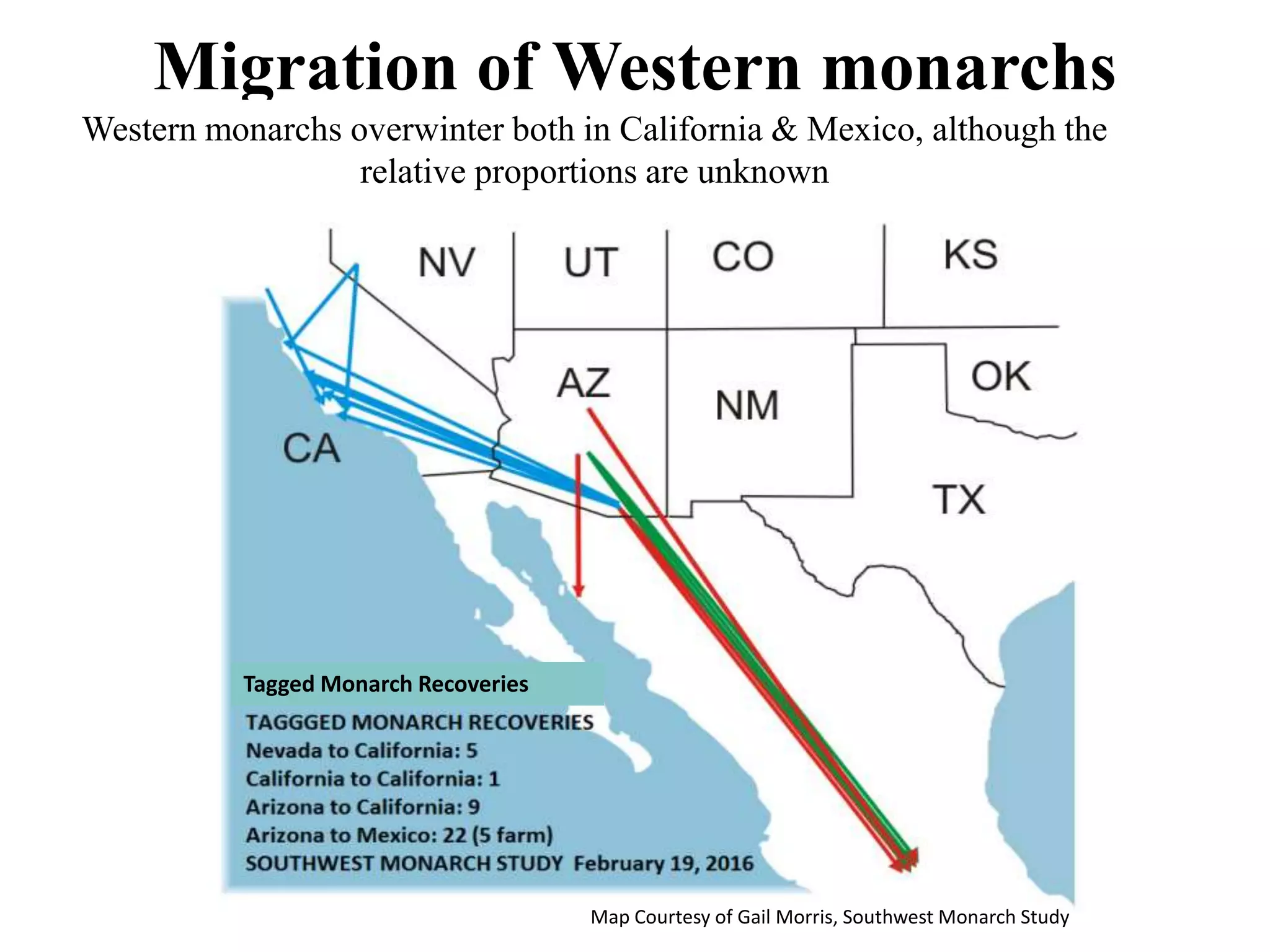 Western Monarch Butterfly Conservation | PPTX