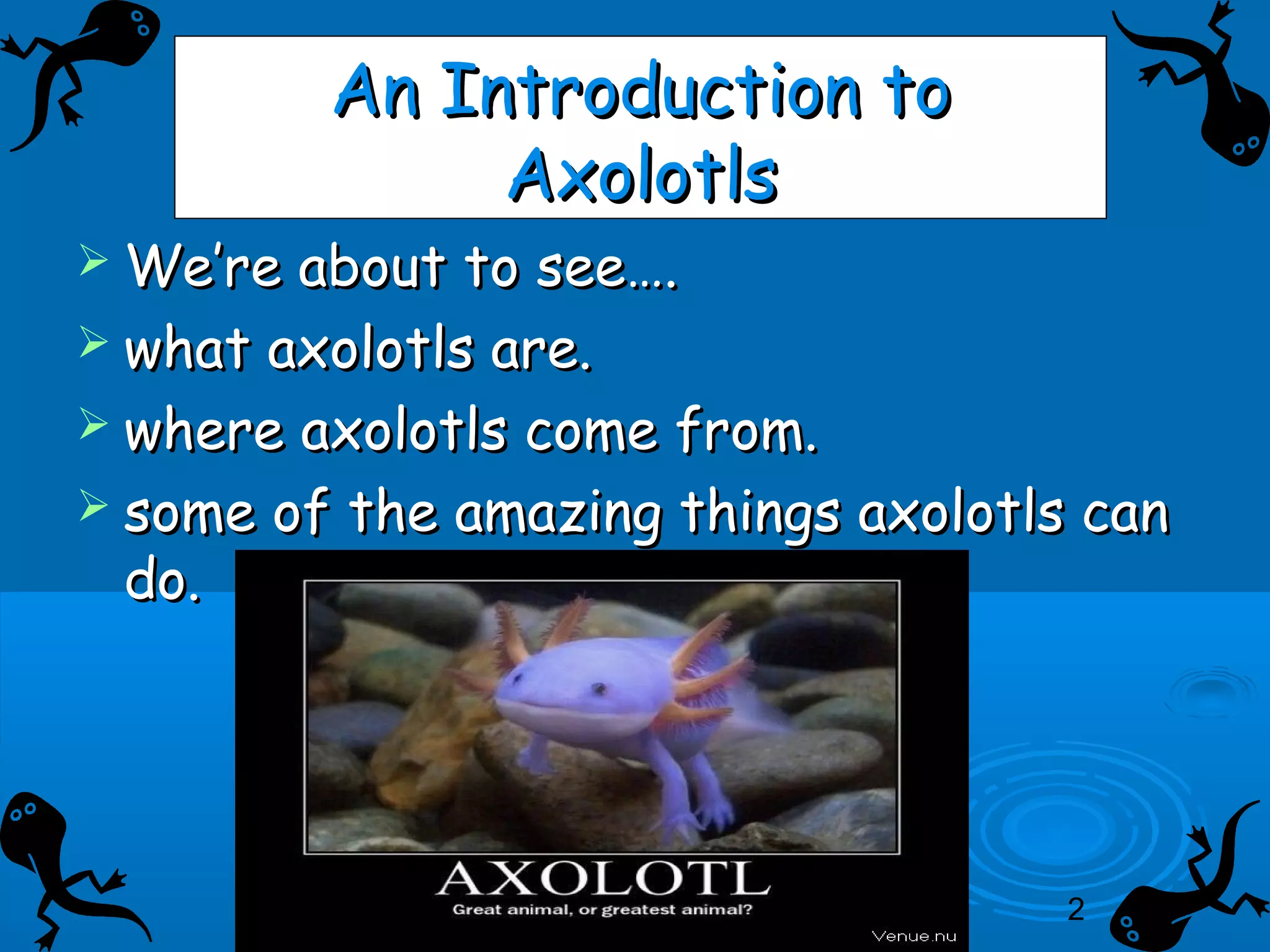 Axolotls | PPT