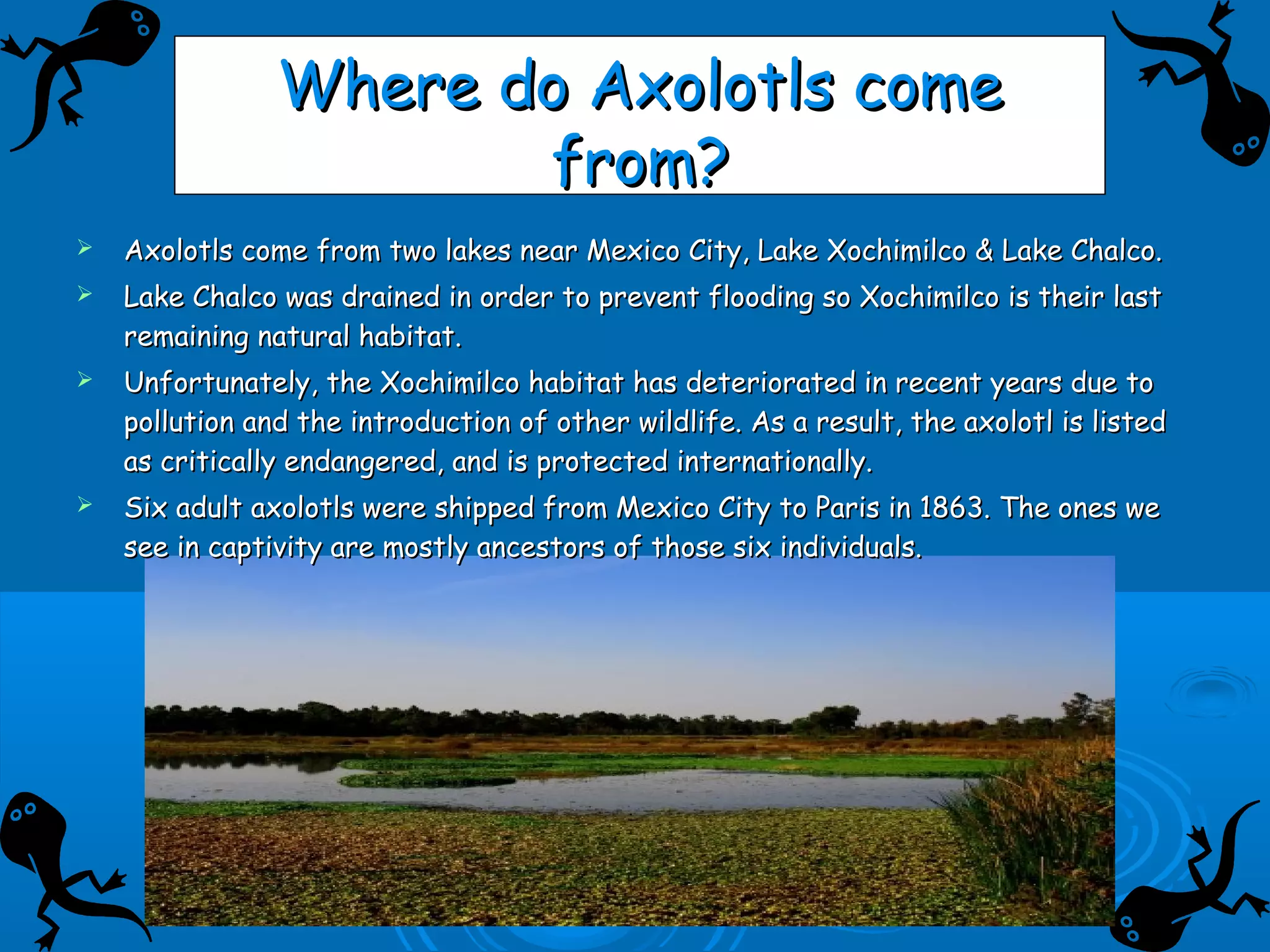 Axolotls | PPT