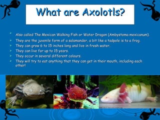 Axolotls | PPT
