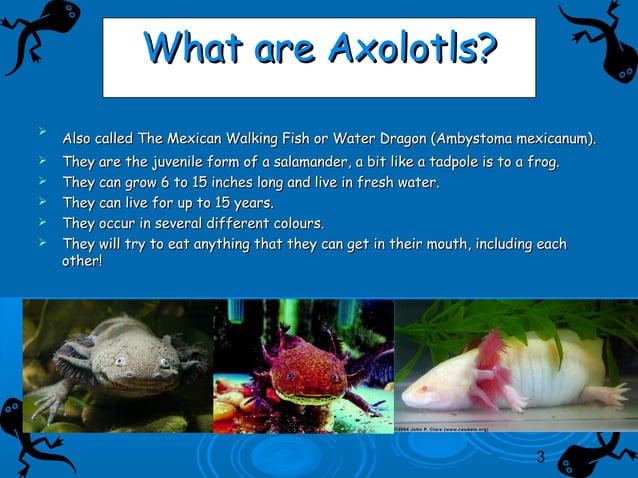 Axolotls | PPT