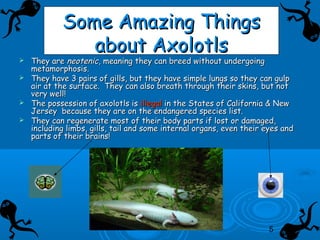 Axolotls | PPT