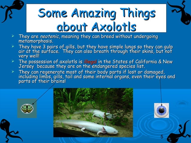 Axolotls | PPT
