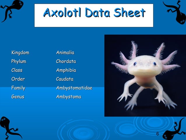 Axolotls | PPT