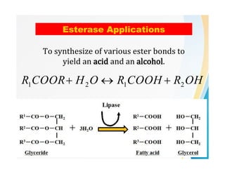 enzyme catalysis | PPT