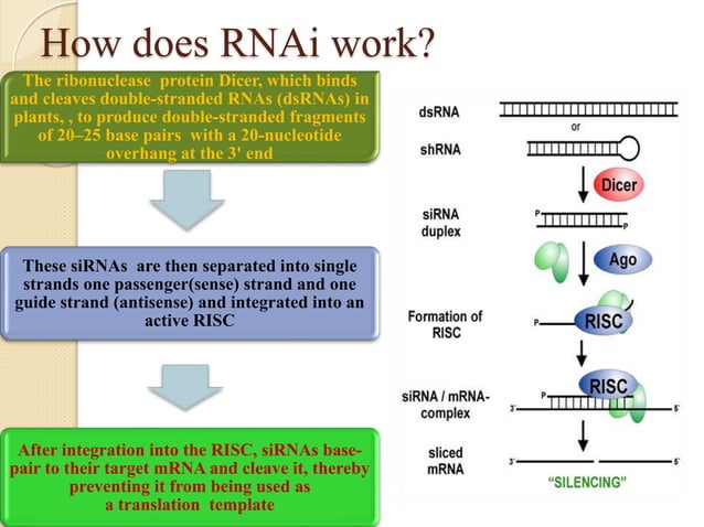Gene silencing techniques for crop improvement | PPTX