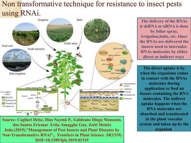 Gene silencing techniques for crop improvement | PPTX