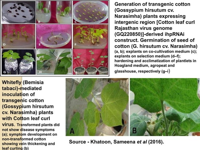 Gene silencing techniques for crop improvement | PPTX