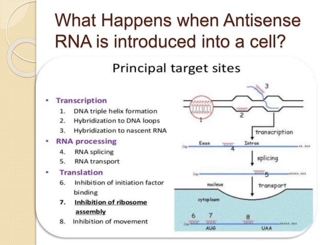 Gene silencing techniques for crop improvement | PPTX