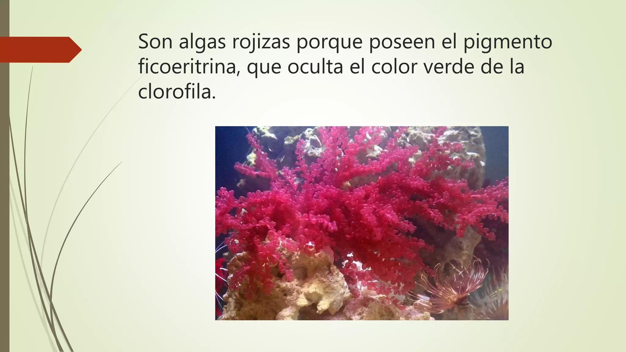 Algas Rojas por Jhoana garcía | PPTX | Biological Sciences | Science