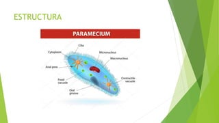 Paramecio por Jhoana García | PPTX