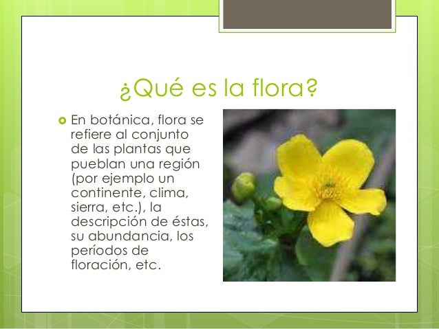 Es Contagiosa La Flora Cocoide - abstractor