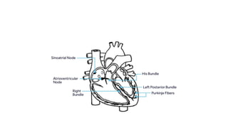 ecg on BRADYCARDIA sinus node dysfunction av block | PPTX
