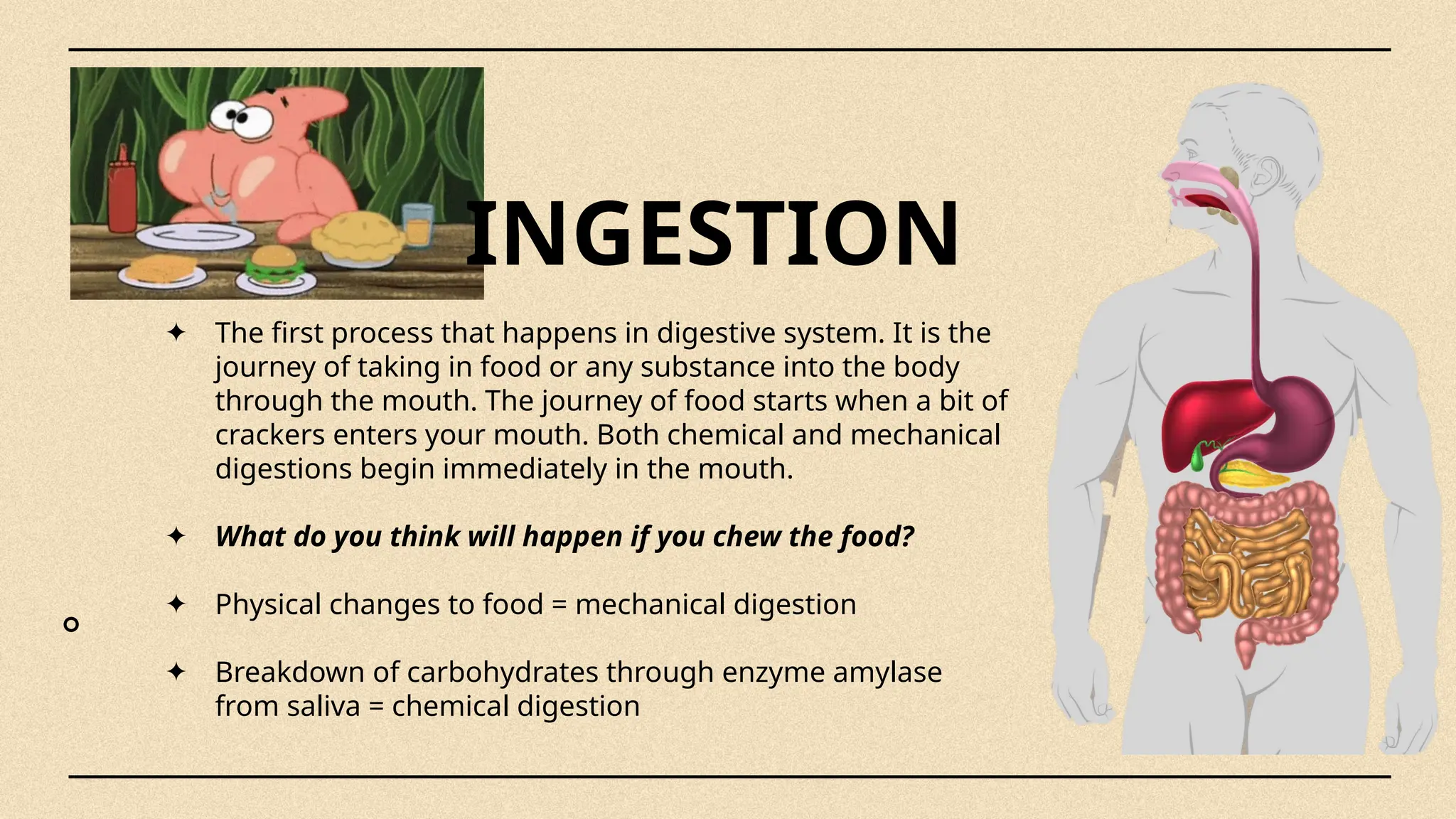 JHS8_DIGESTIVESYSTEM digestive system digestive system | PPTX