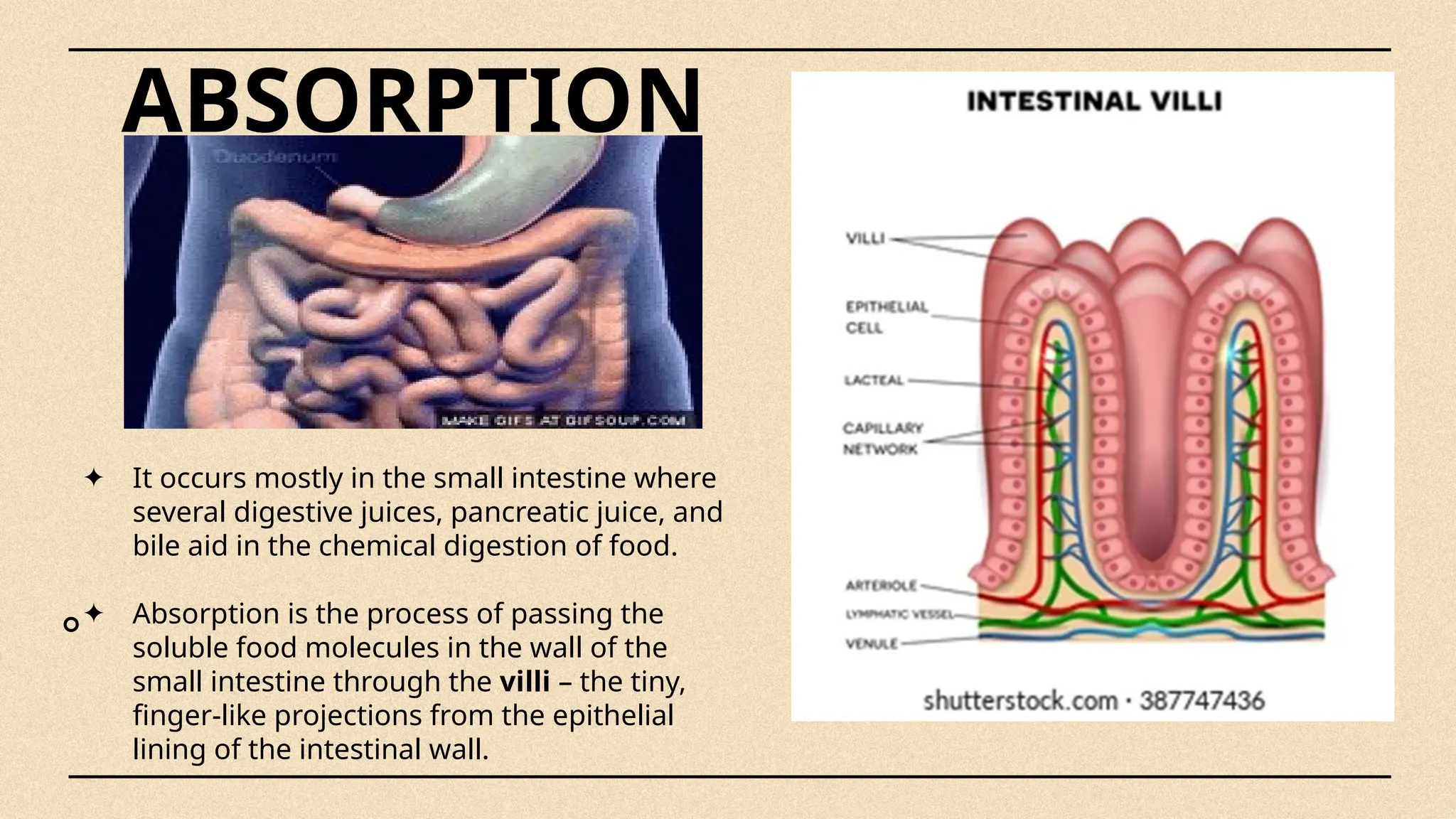 JHS8_DIGESTIVESYSTEM digestive system digestive system | PPTX