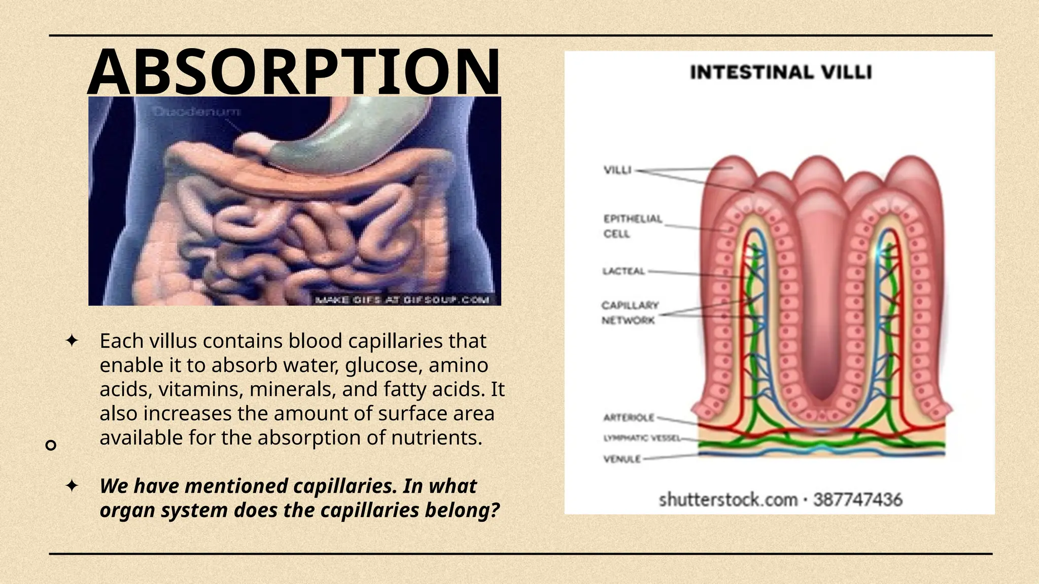 JHS8_DIGESTIVESYSTEM digestive system digestive system | PPTX
