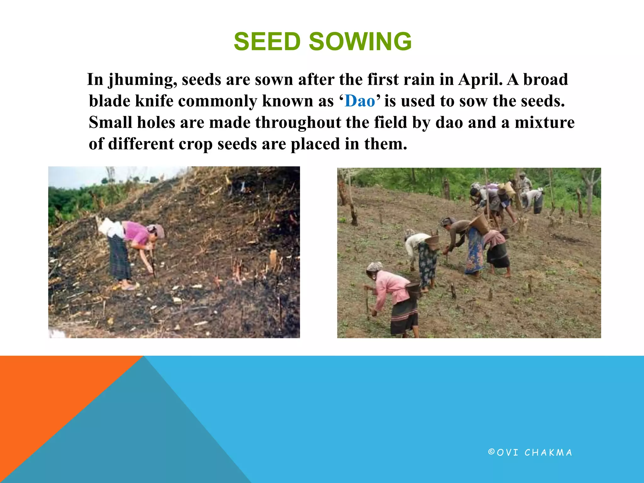 Jhum cultivation | PPTX