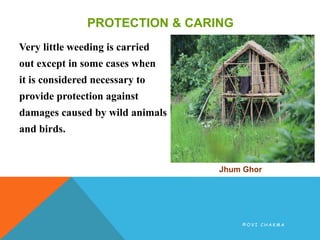 Jhum cultivation | PPTX