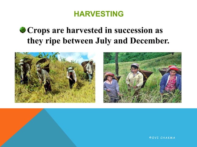 Jhum cultivation | PPTX