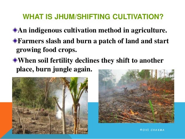 Jhum Cultivation jhum-cultivation