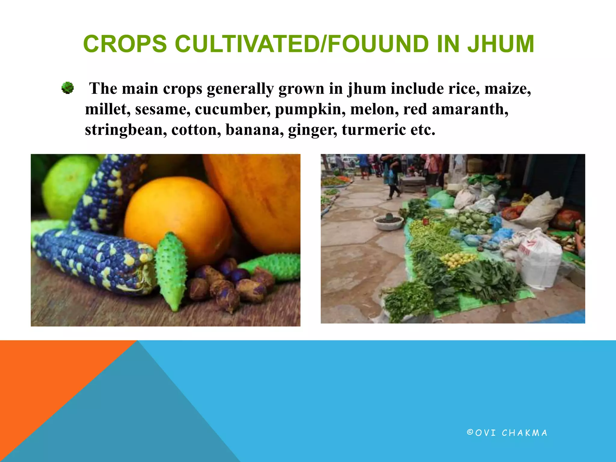 Jhum cultivation | PPTX