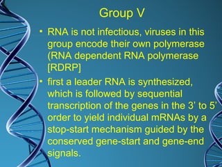 Group V (Baltimore) viral classification | PPT
