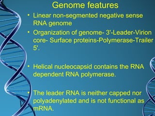 Group V (Baltimore) viral classification | PPT
