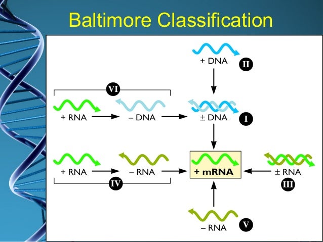 Group V (Baltimore) viral classification