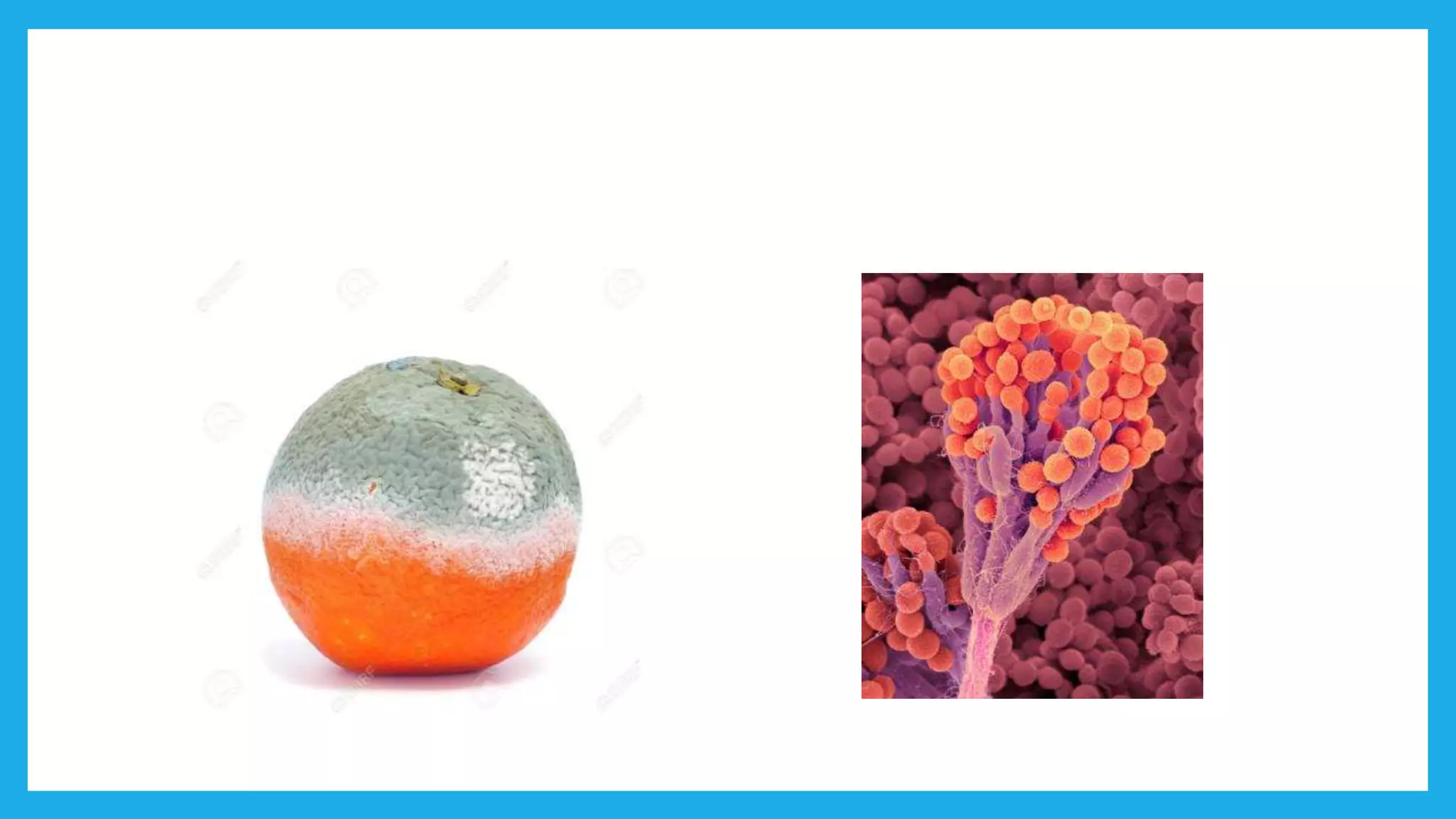 Jigsaw reading | PPT