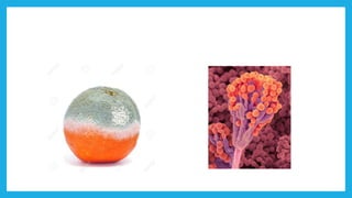 Jigsaw reading | PPT