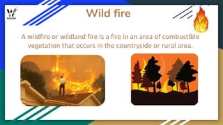 wild fire | PPT