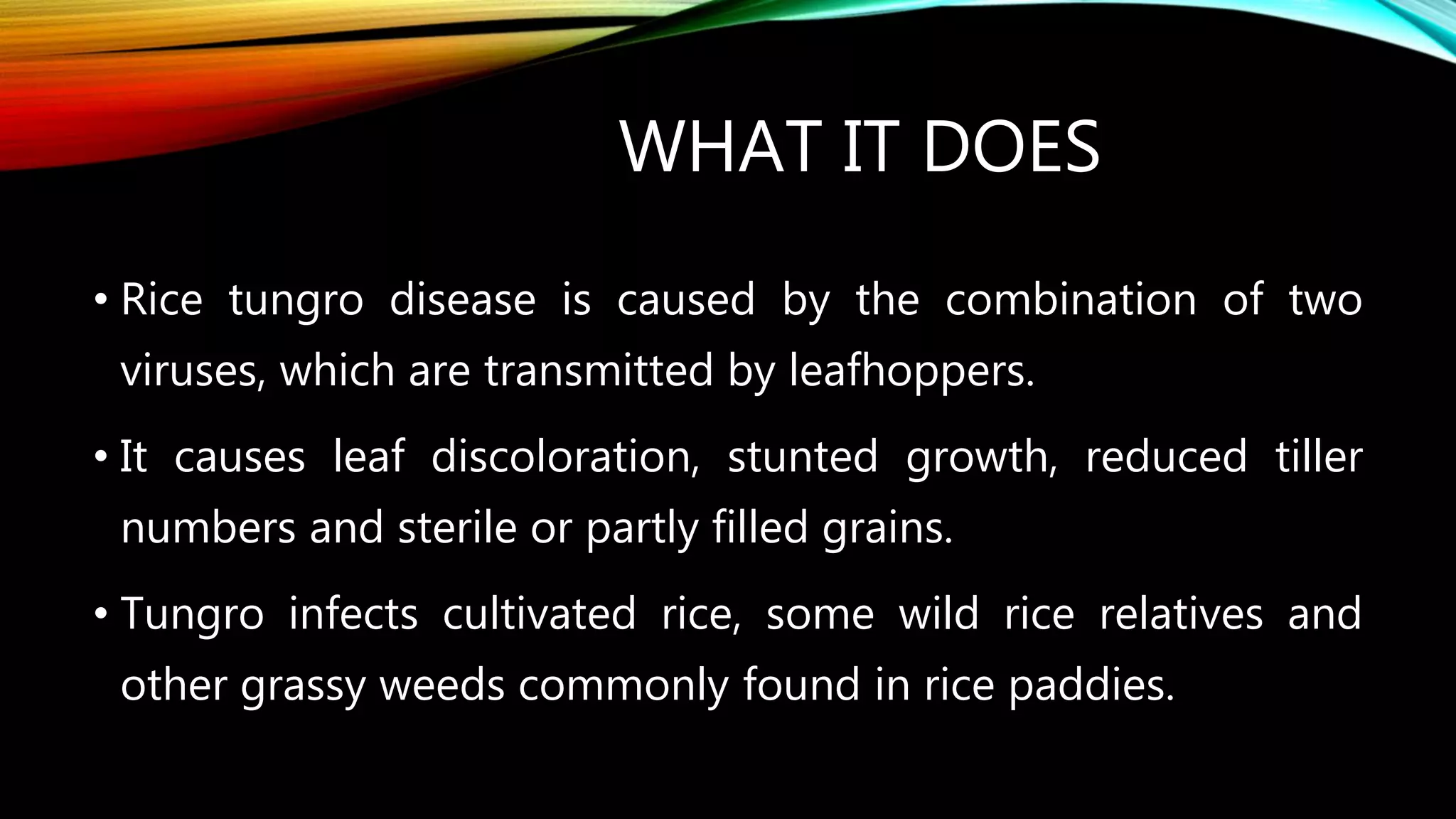 Rice Tungro Disease | PPTX