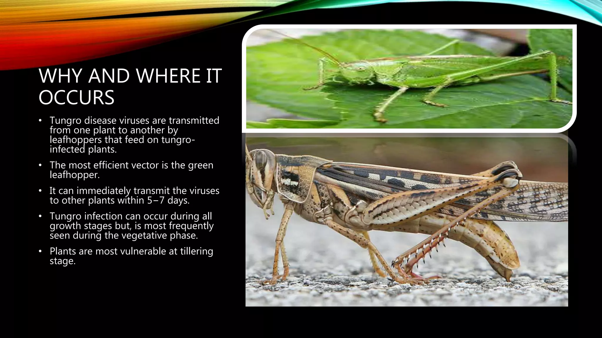 Rice Tungro Disease | PPTX