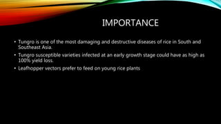 Rice Tungro Disease | PPTX