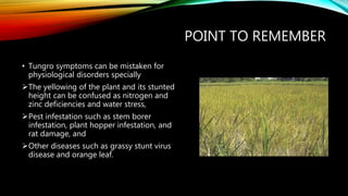 Rice Tungro Disease | PPTX