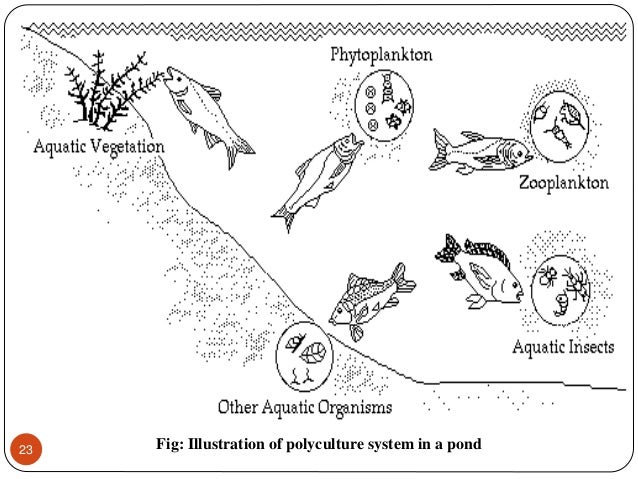 Plankton, poly culture & aquaculture