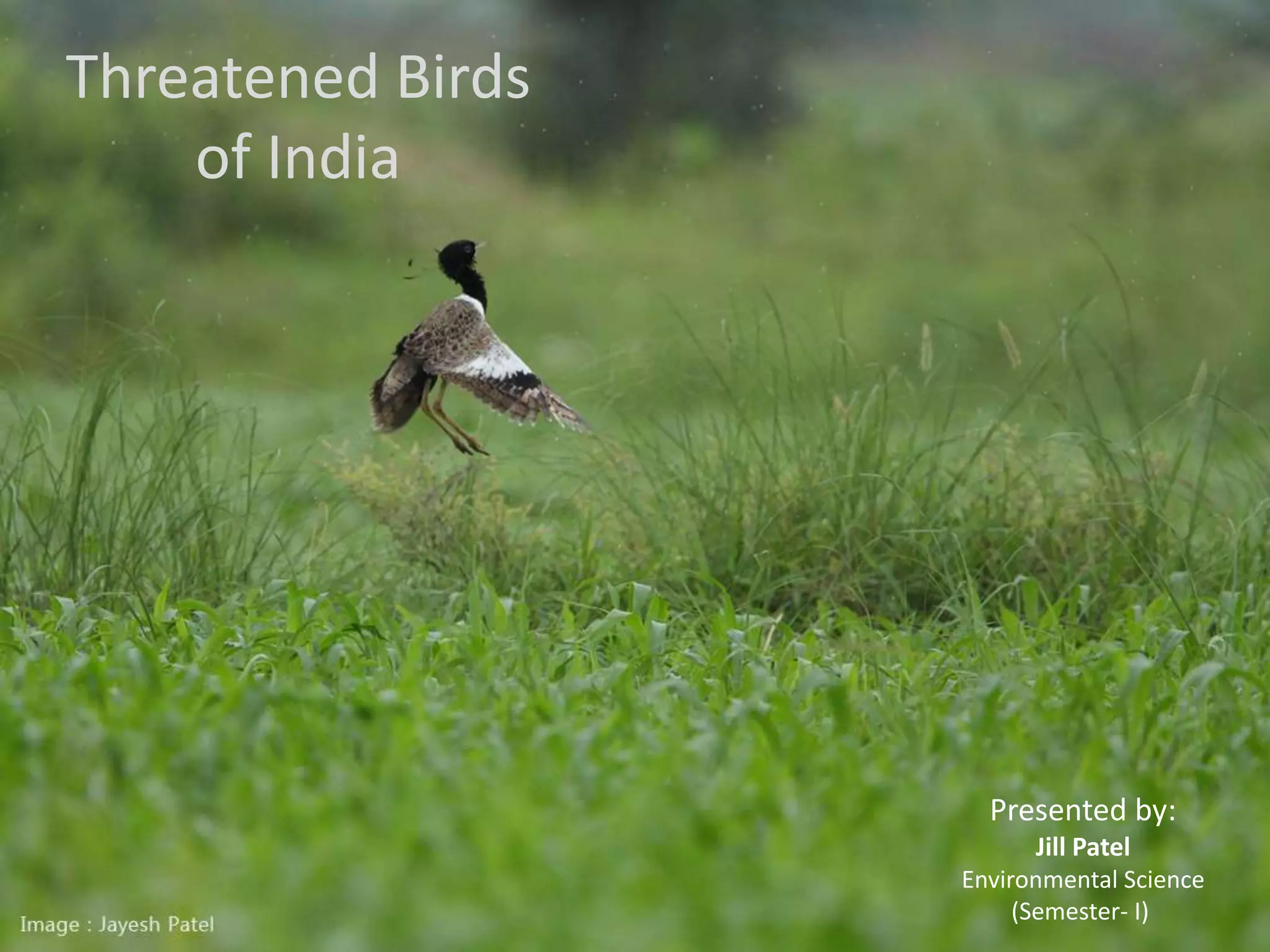 THRETENED BRIDS OF INDIA | PPT