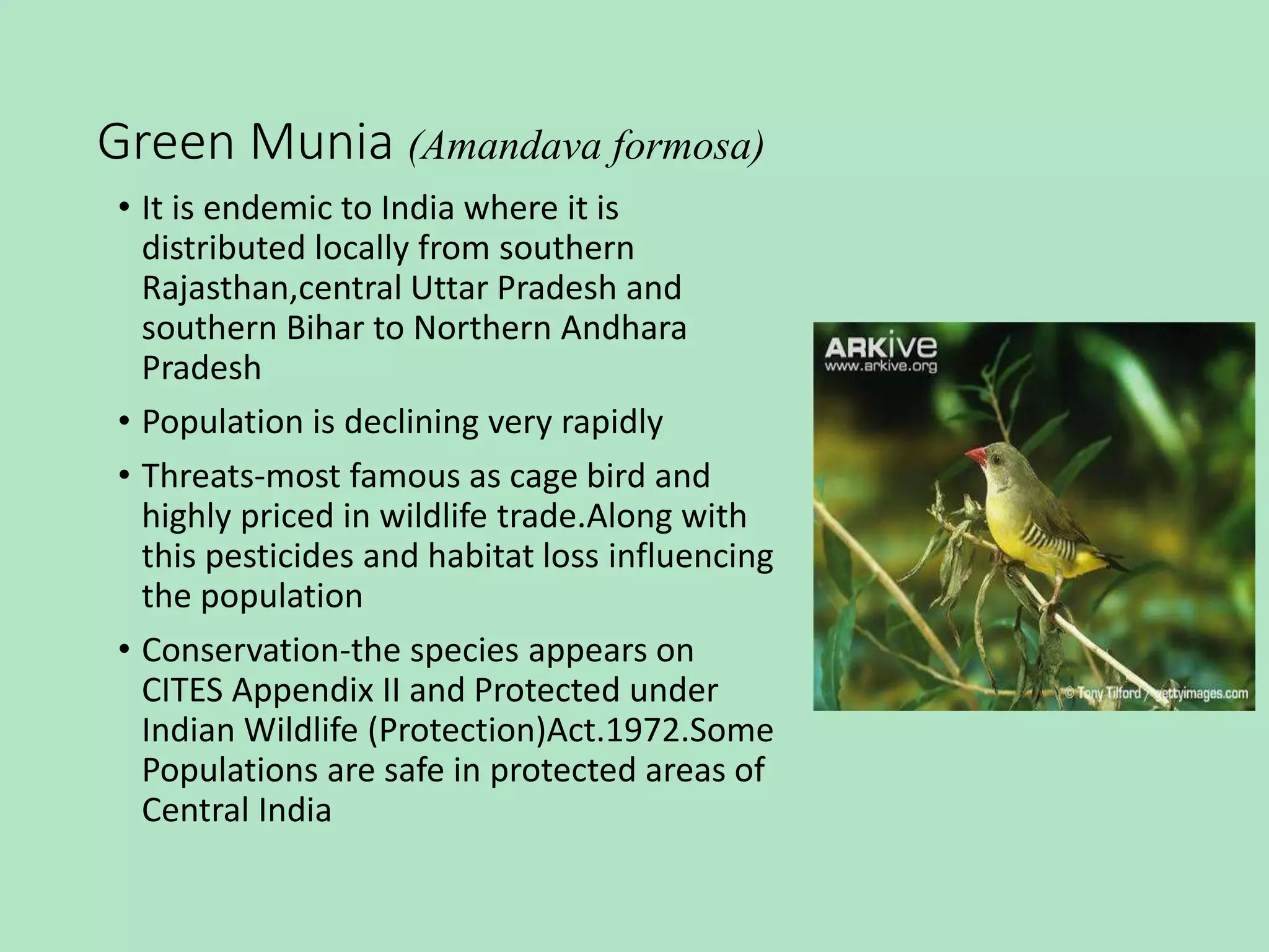 THRETENED BRIDS OF INDIA | PPT