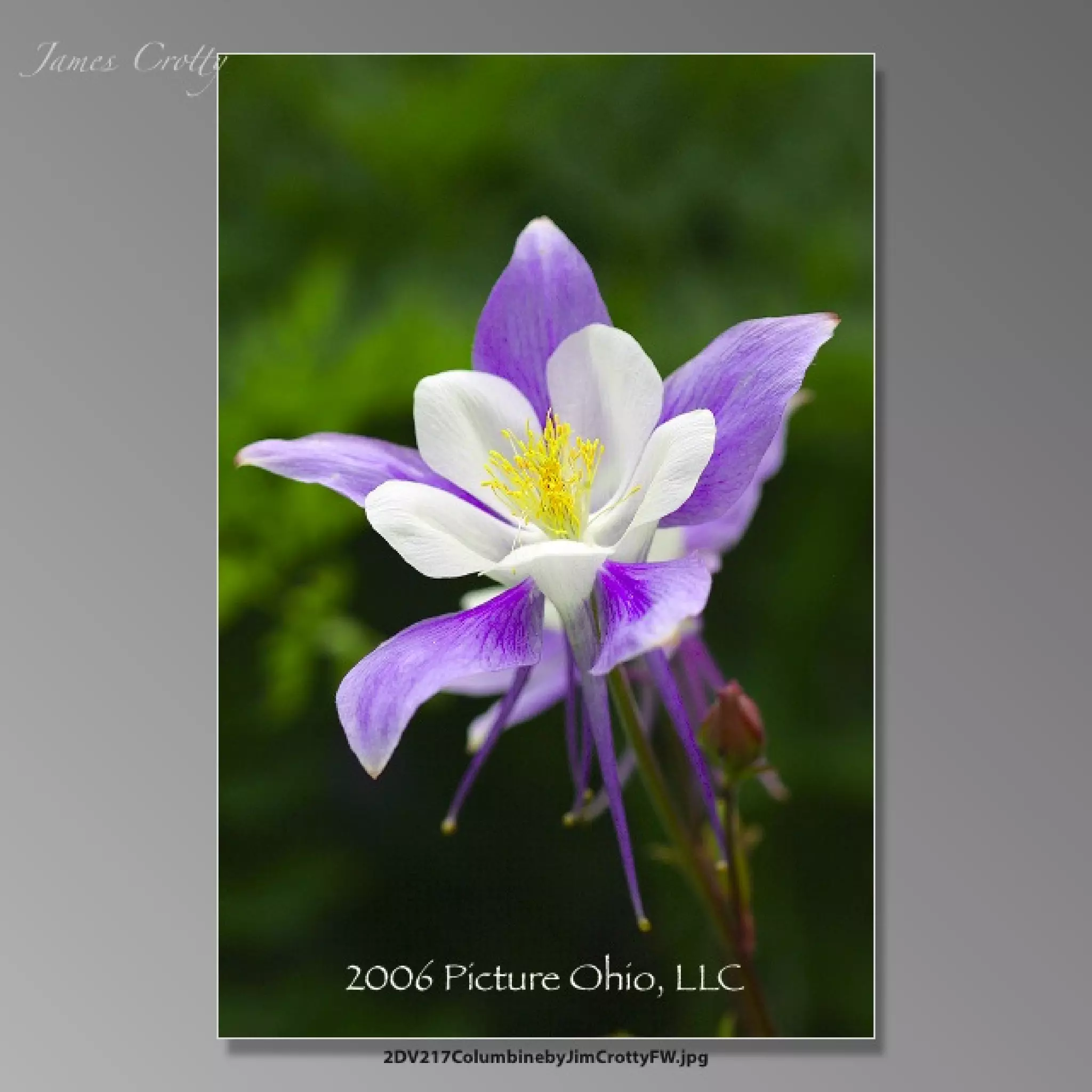 Jim Crotty Photography Of Summer 2006 | PDF
