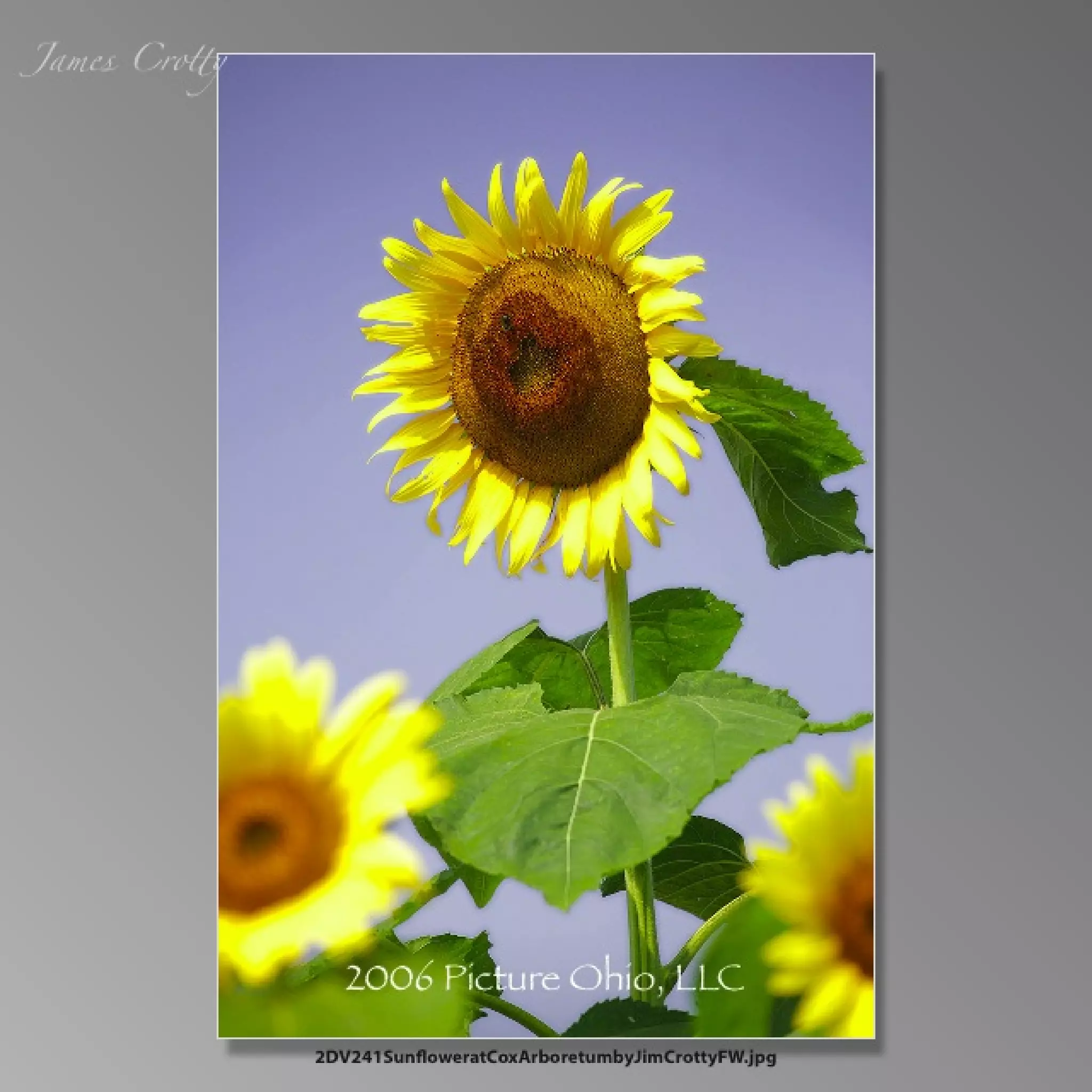 Jim Crotty Photography Of Summer 2006 | PDF