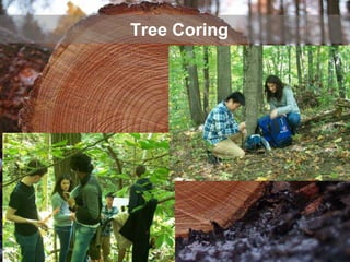 jim-mills--dendrochonologyy-ppt (1).pptx