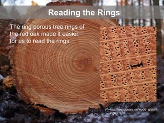 jim-mills--dendrochonologyy-ppt (1).pptx