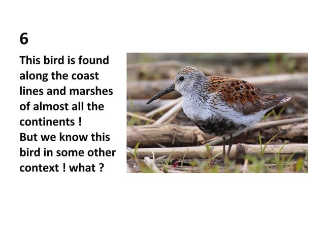 Jimbly jimble kuiss ! | PPT