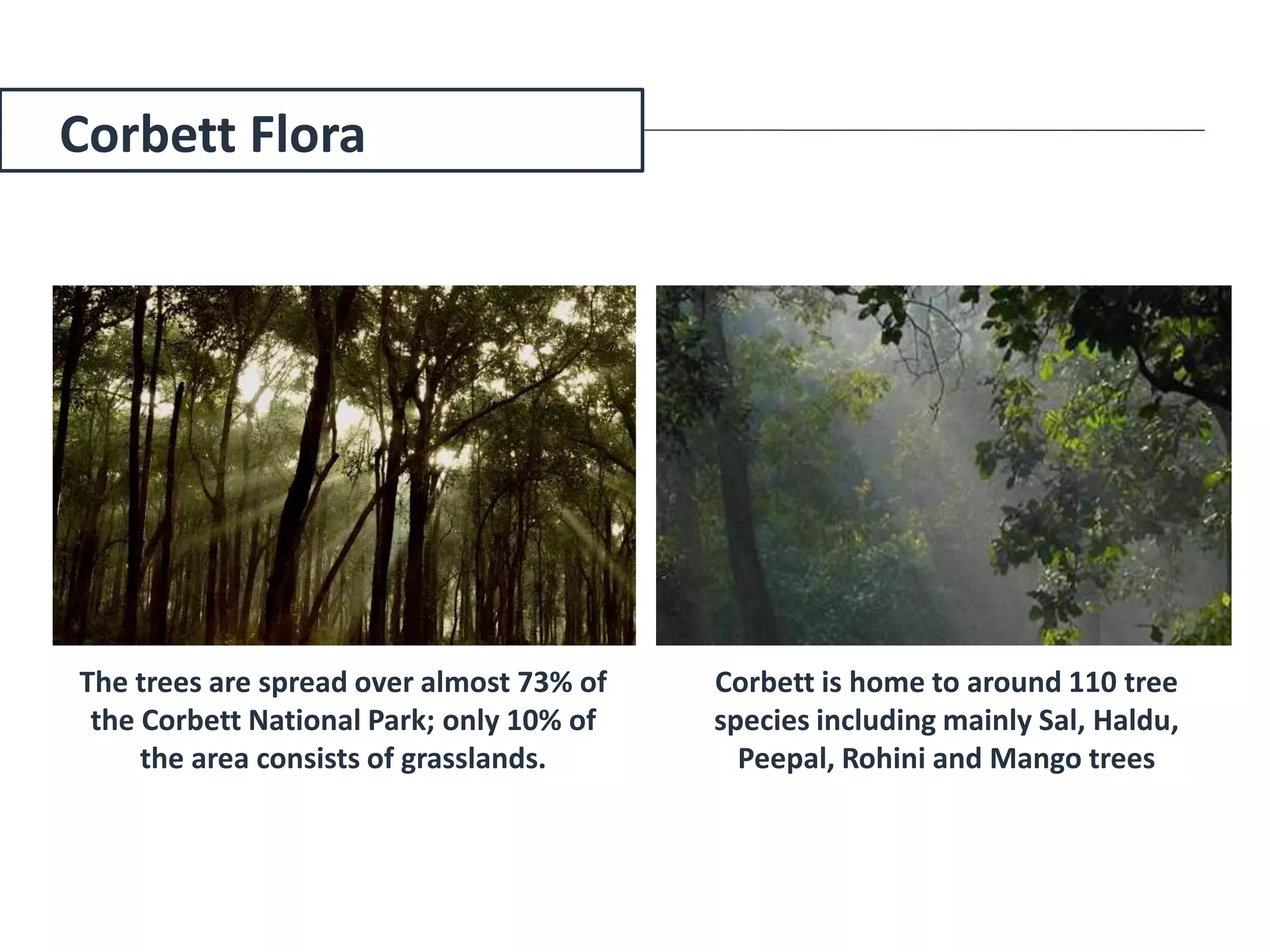 Jim corbett national park, india | PPTX