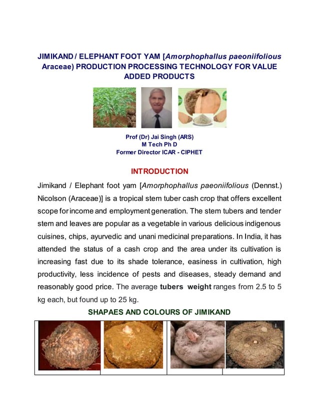 JIMIKAND / ELEPHANT FOOT YAM [Amorphophallus paeoniifolious Araceae ...