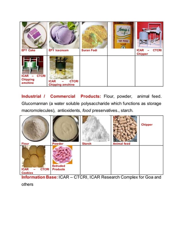 JIMIKAND / ELEPHANT FOOT YAM [Amorphophallus paeoniifolious Araceae ...