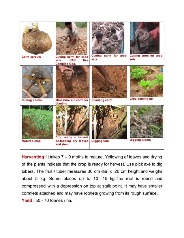 JIMIKAND / ELEPHANT FOOT YAM [Amorphophallus paeoniifolious Araceae ...