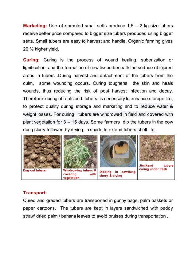 JIMIKAND / ELEPHANT FOOT YAM [Amorphophallus paeoniifolious Araceae ...