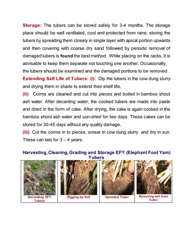 JIMIKAND / ELEPHANT FOOT YAM [Amorphophallus paeoniifolious Araceae ...